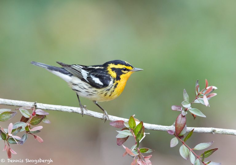 7397 Adult Female Blackburnian Warbler (Setophaga fusca), Galveston ...