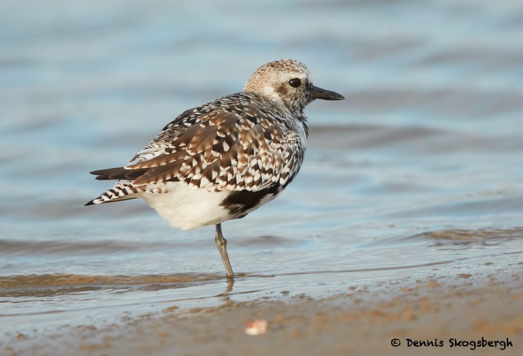 7747 Adult Female Black-bellied Plover (Pluvialis squatarola ...